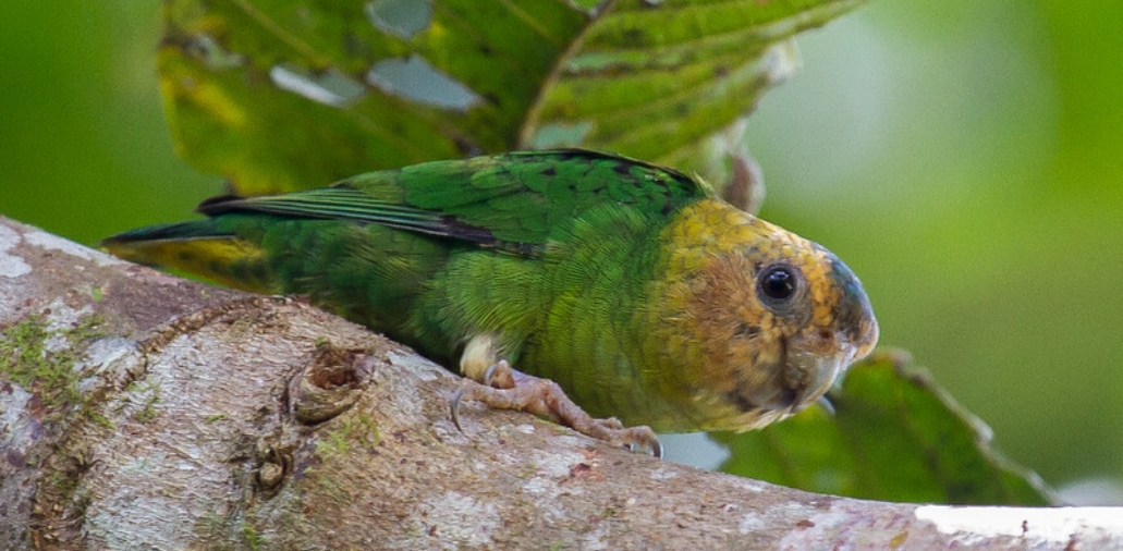 2D1N Papua Birding Tour